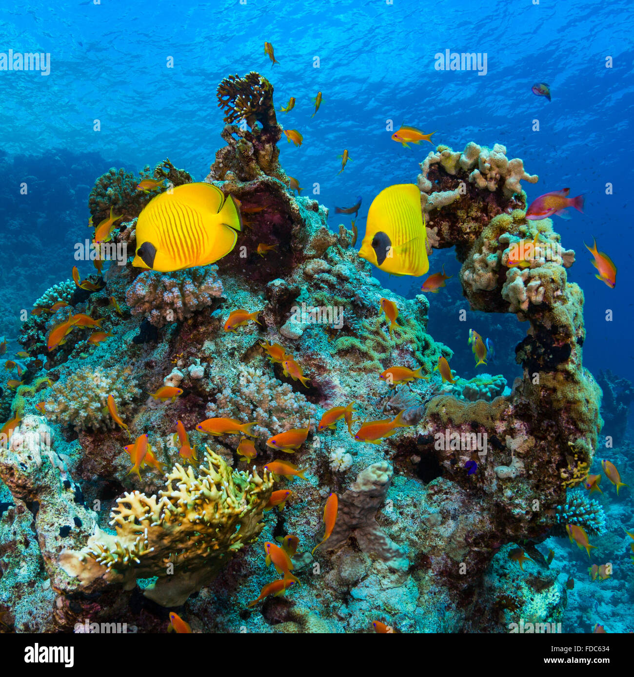 The reefs of the Red Sea Stock Photo - Alamy