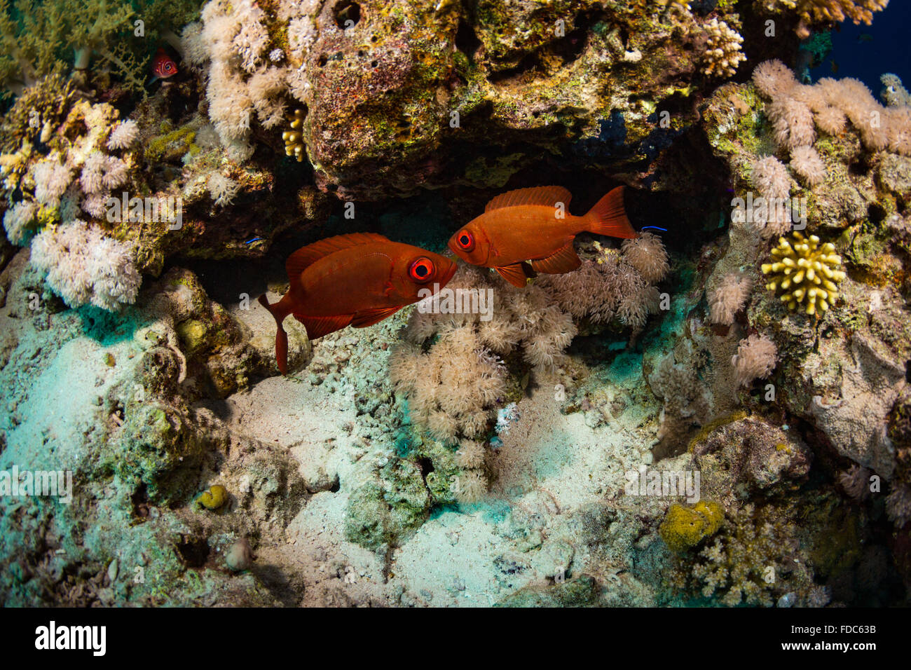 The reefs of the Red Sea Stock Photo - Alamy