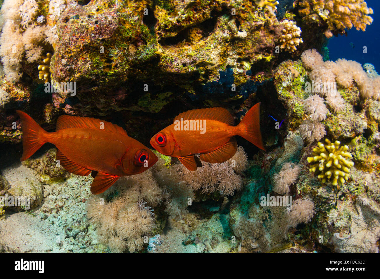 The reefs of the Red Sea Stock Photo - Alamy