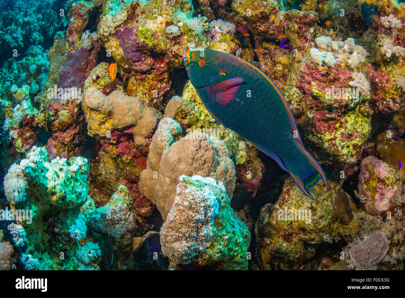 The reefs of the Red Sea Stock Photo - Alamy