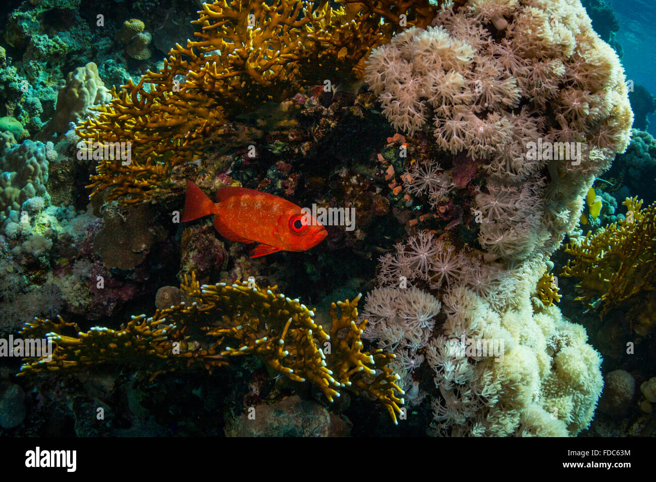 The reefs of the Red Sea Stock Photo - Alamy