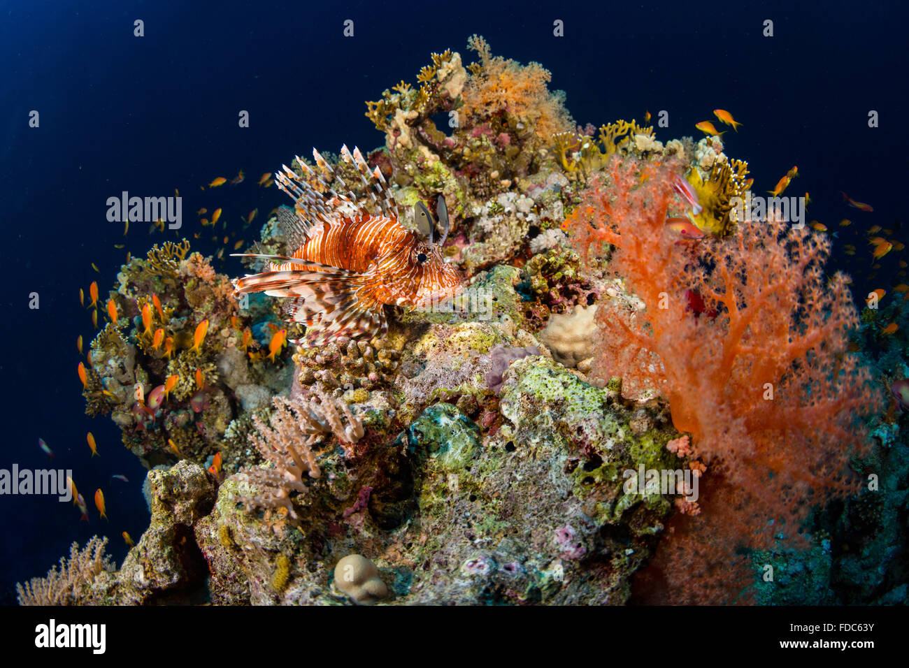 The reefs of the Red Sea Stock Photo - Alamy