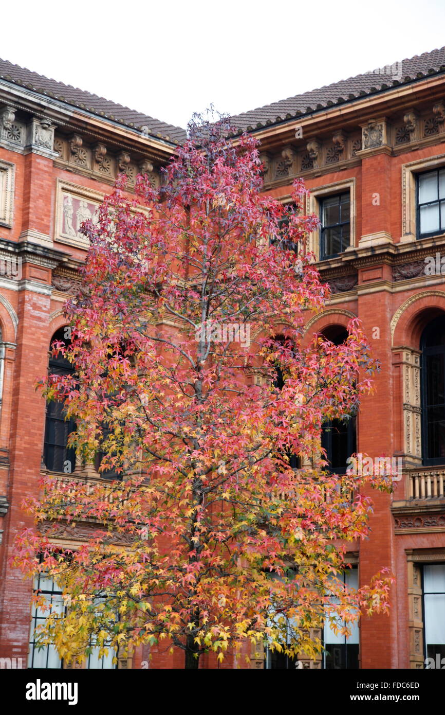 spring leaves changing on a tree Stock Photo - Alamy