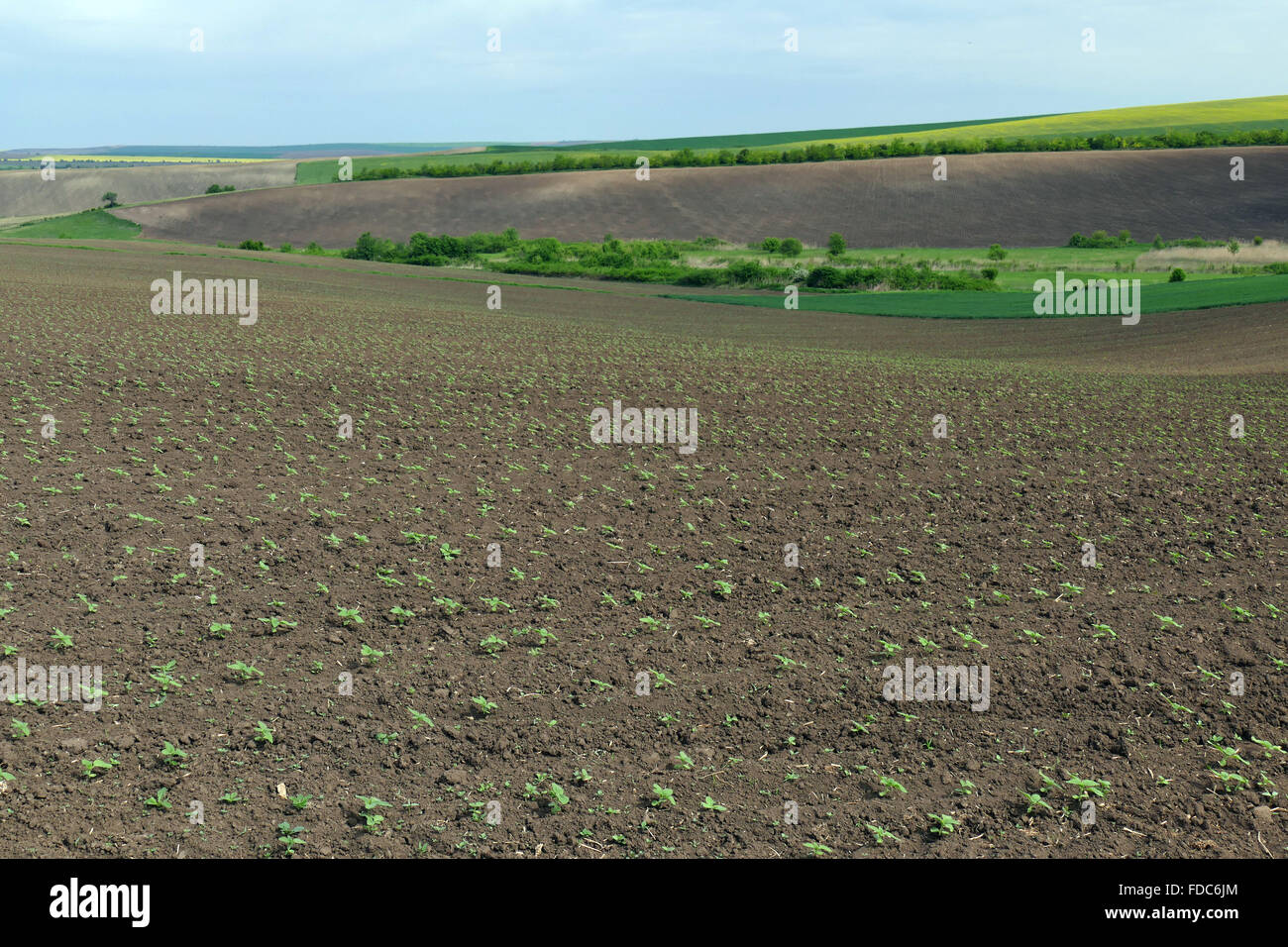 A field of young sunflowers. Spring landscape. Bulgaria Stock Photo - Alamy