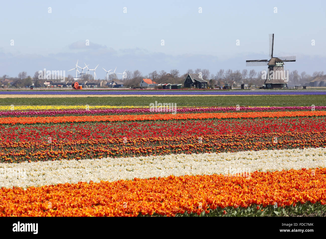 Spring in Netherlands tulip flower field red tulips flowers windmill ...