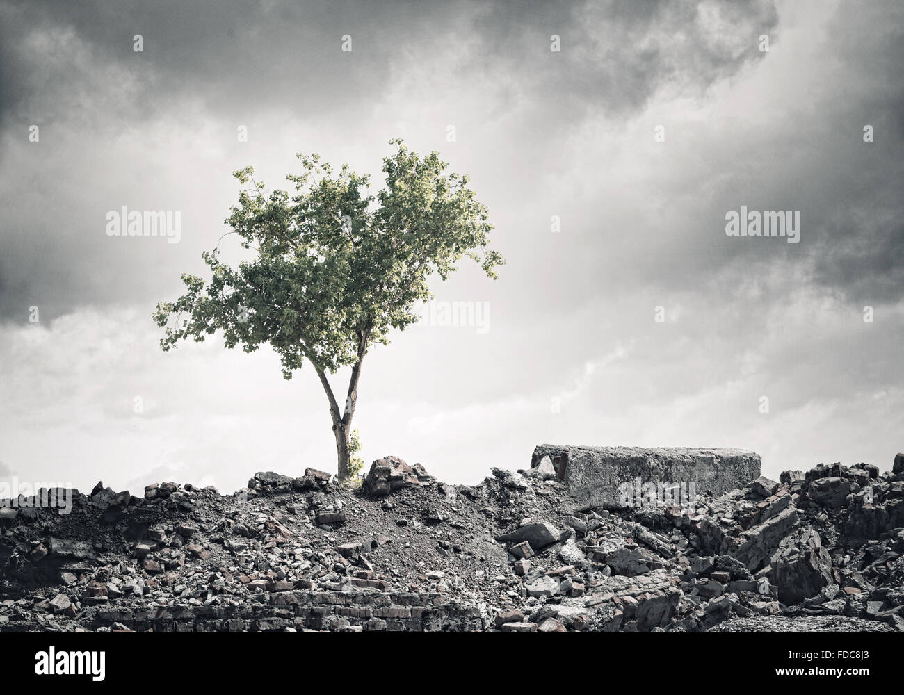 Conceptual image of green tree standing on ruins Stock Photo - Alamy