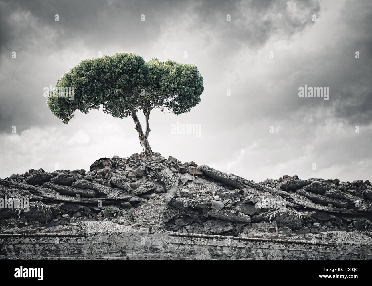 Conceptual image of green tree standing on ruins Stock Photo - Alamy