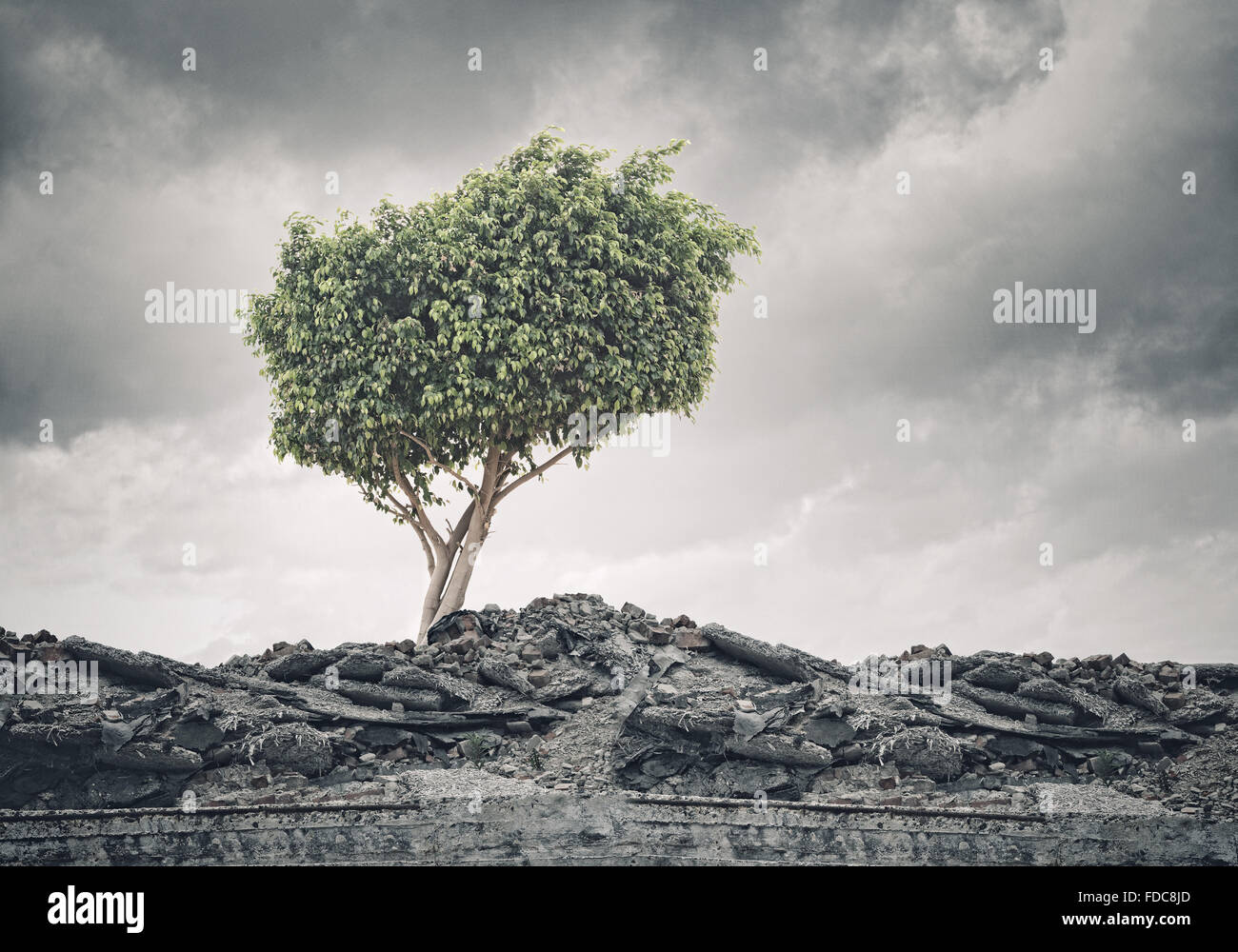 Conceptual image of green tree standing on ruins Stock Photo - Alamy