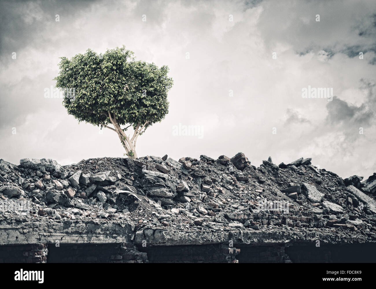 Conceptual image of green tree standing on ruins Stock Photo - Alamy