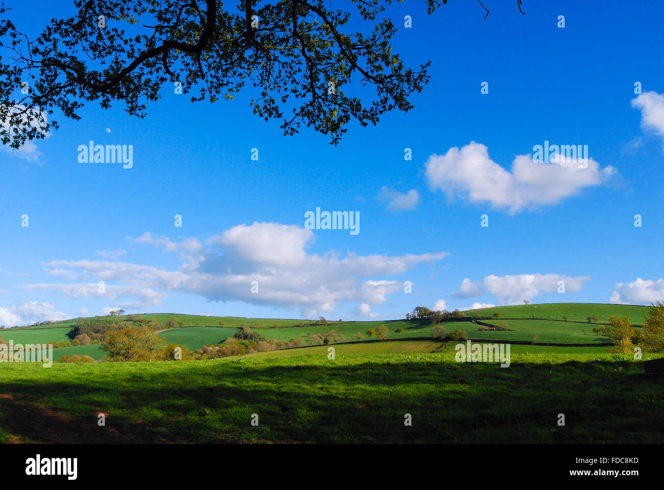 Trees in devon hi-res stock photography and images - Alamy