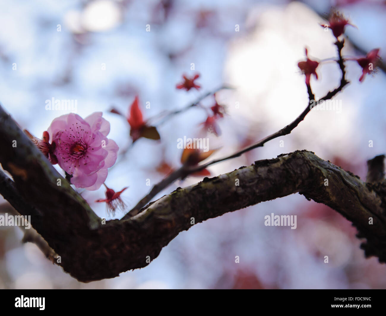 Sakura japon hi-res stock photography and images - Alamy