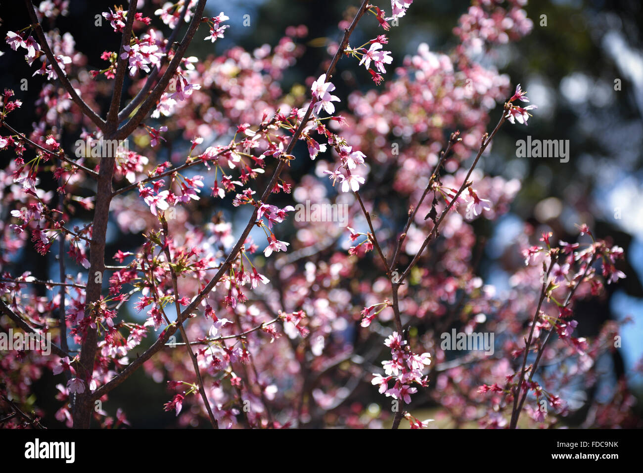 Cherry Blossom Paper Stock Photo - Alamy