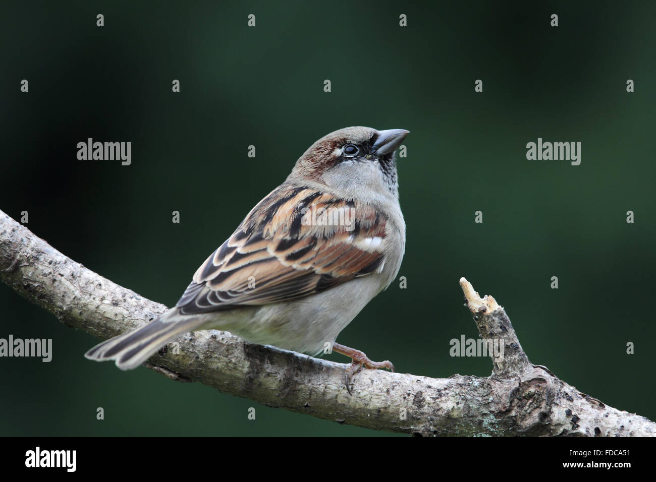 House sparrow passer domesticus on a branch hi-res stock photography ...