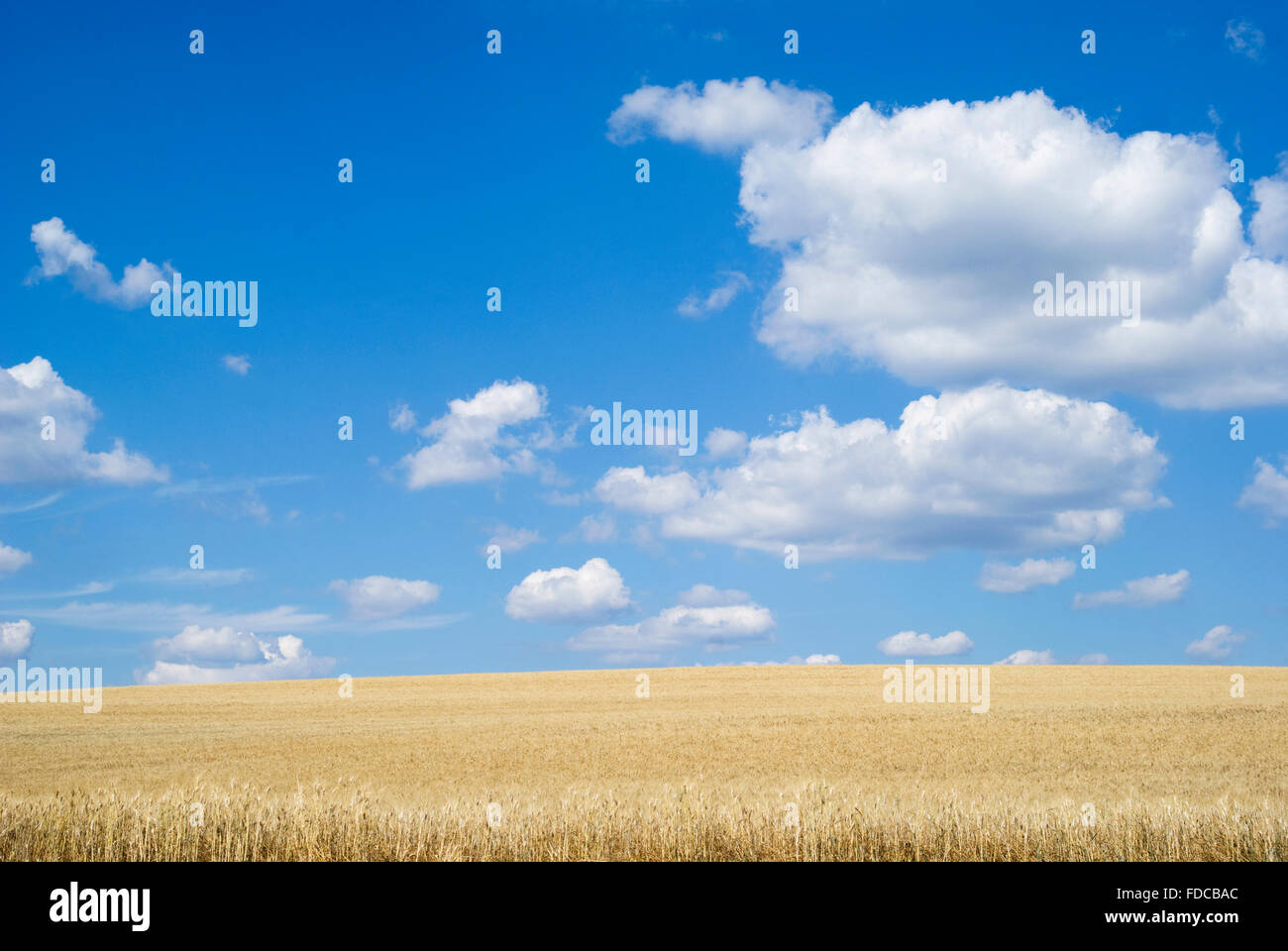 Clouds in blue sky over wheat field Stock Photo - Alamy