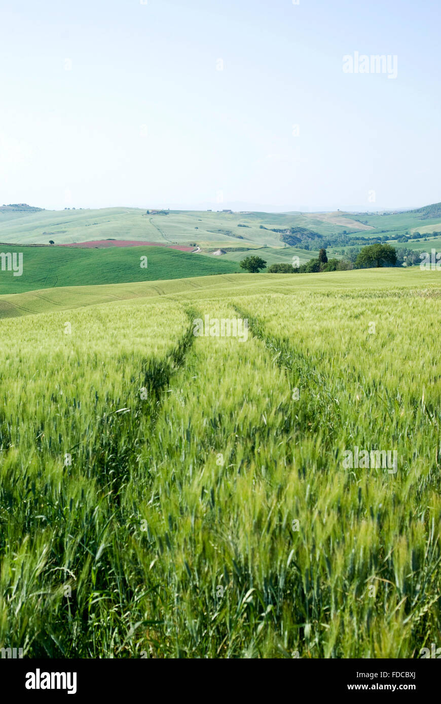 Cereal crops and farm in Tuscany, Italy, Orcia valley Stock Photo - Alamy
