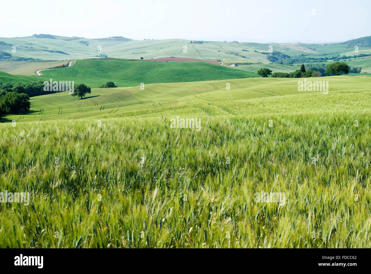 Cereal crops and farm in Tuscany, Italy, Orcia valley Stock Photo - Alamy