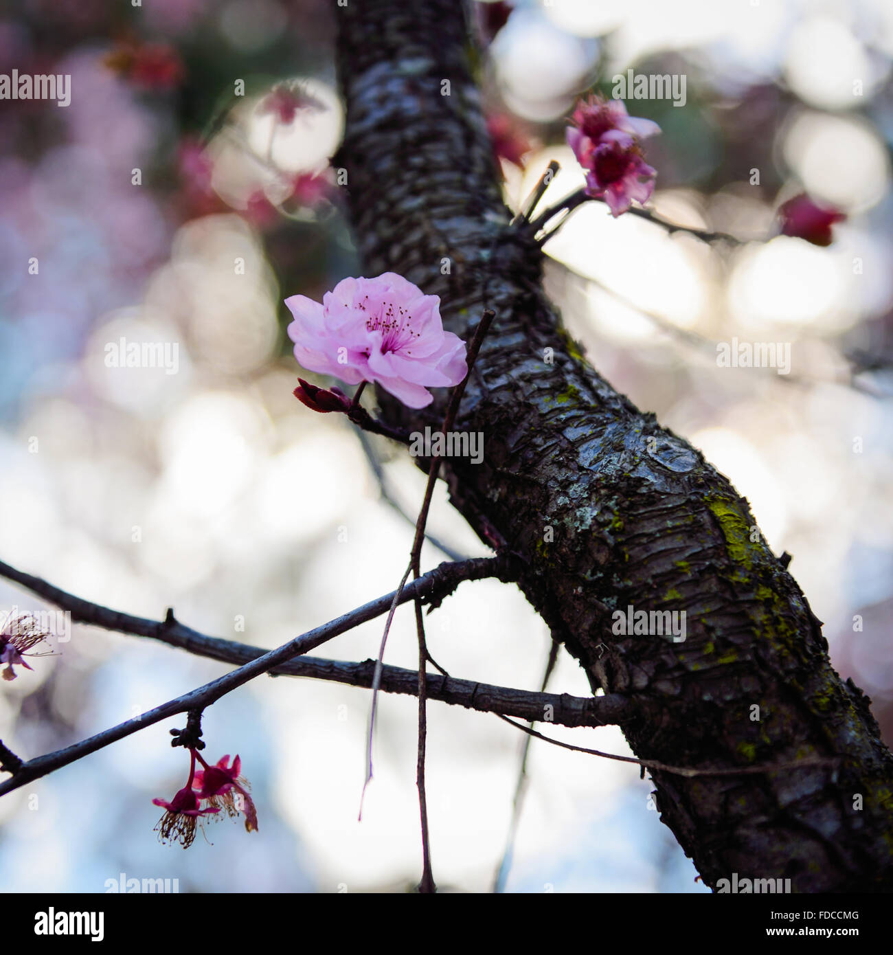 Te shima hi-res stock photography and images - Alamy