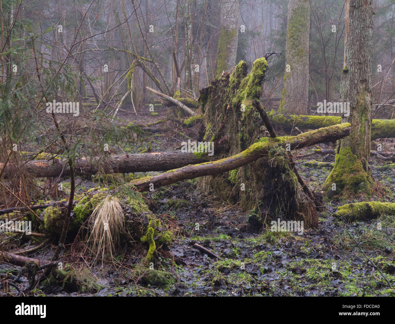 Early spring morning in forest with mist and broken tree,Bialowieza ...