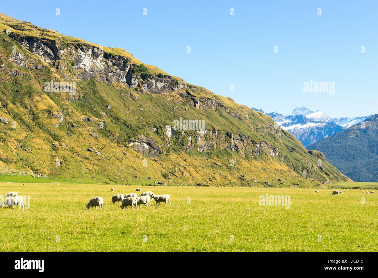 Natural landscape of New Zealand alps and meadows Stock Photo - Alamy