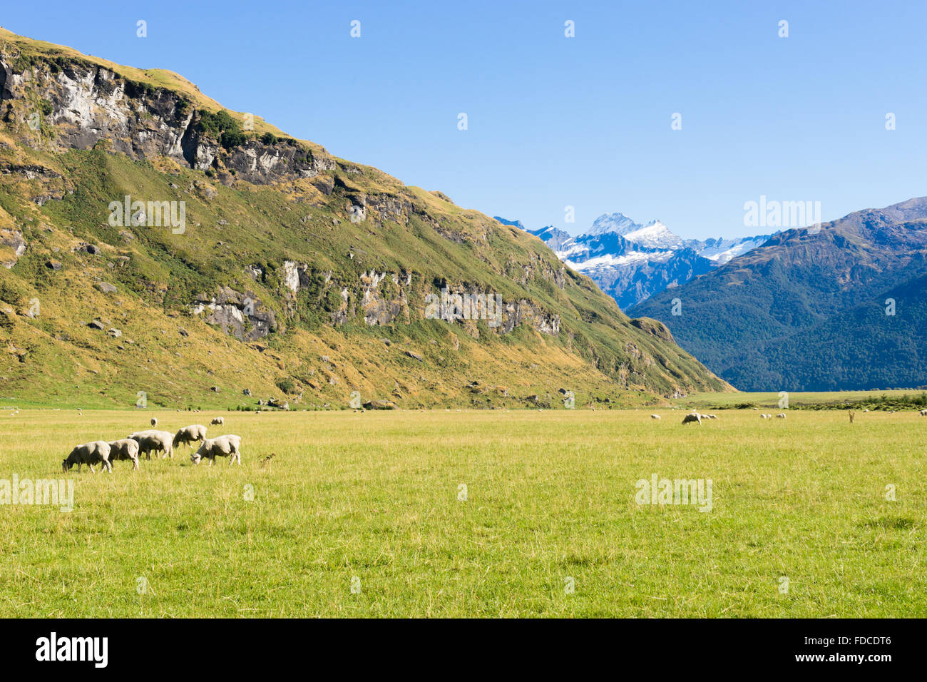 Natural landscape of New Zealand alps and meadows Stock Photo - Alamy