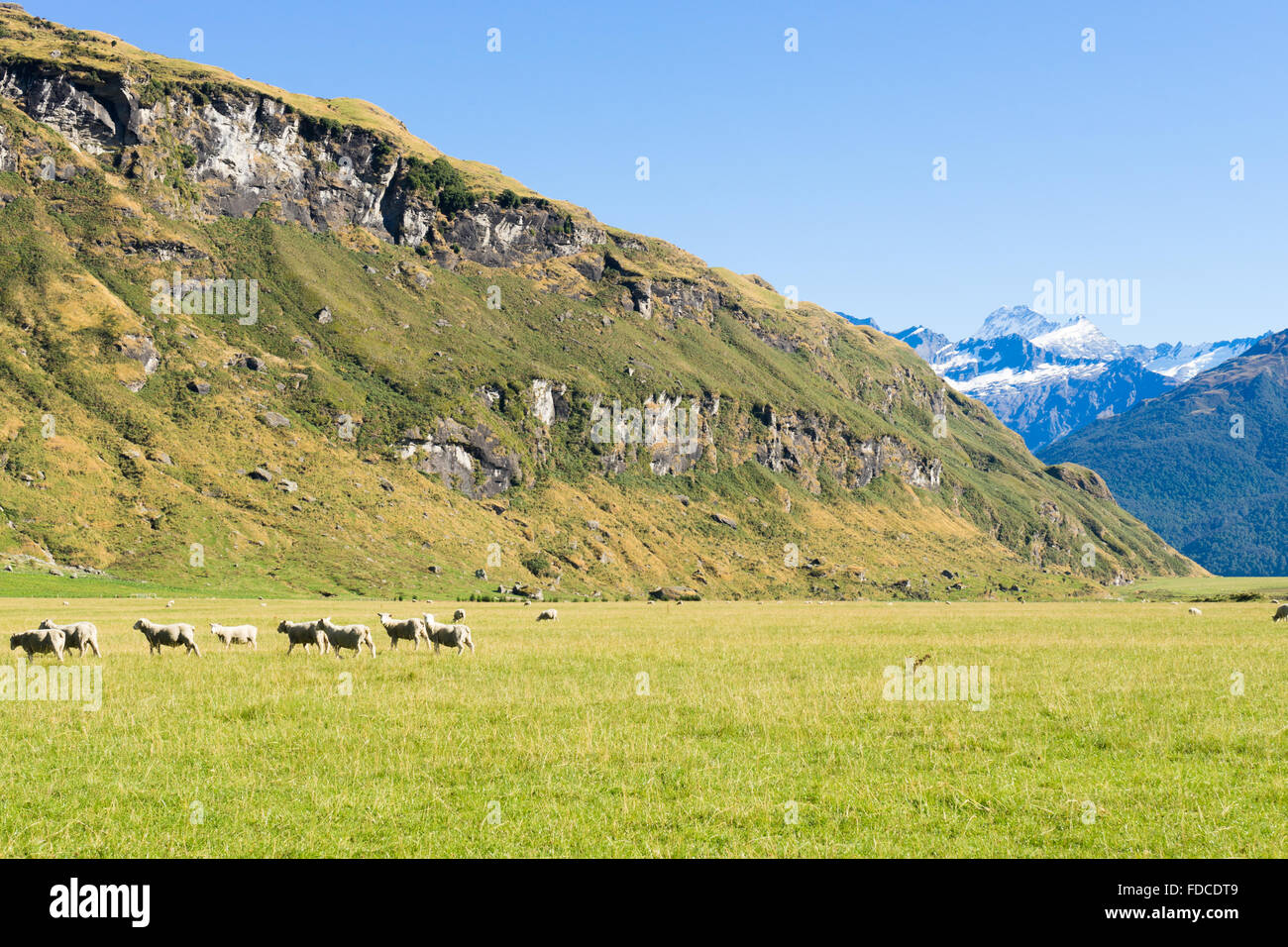 Natural landscape of New Zealand alps and meadows Stock Photo - Alamy
