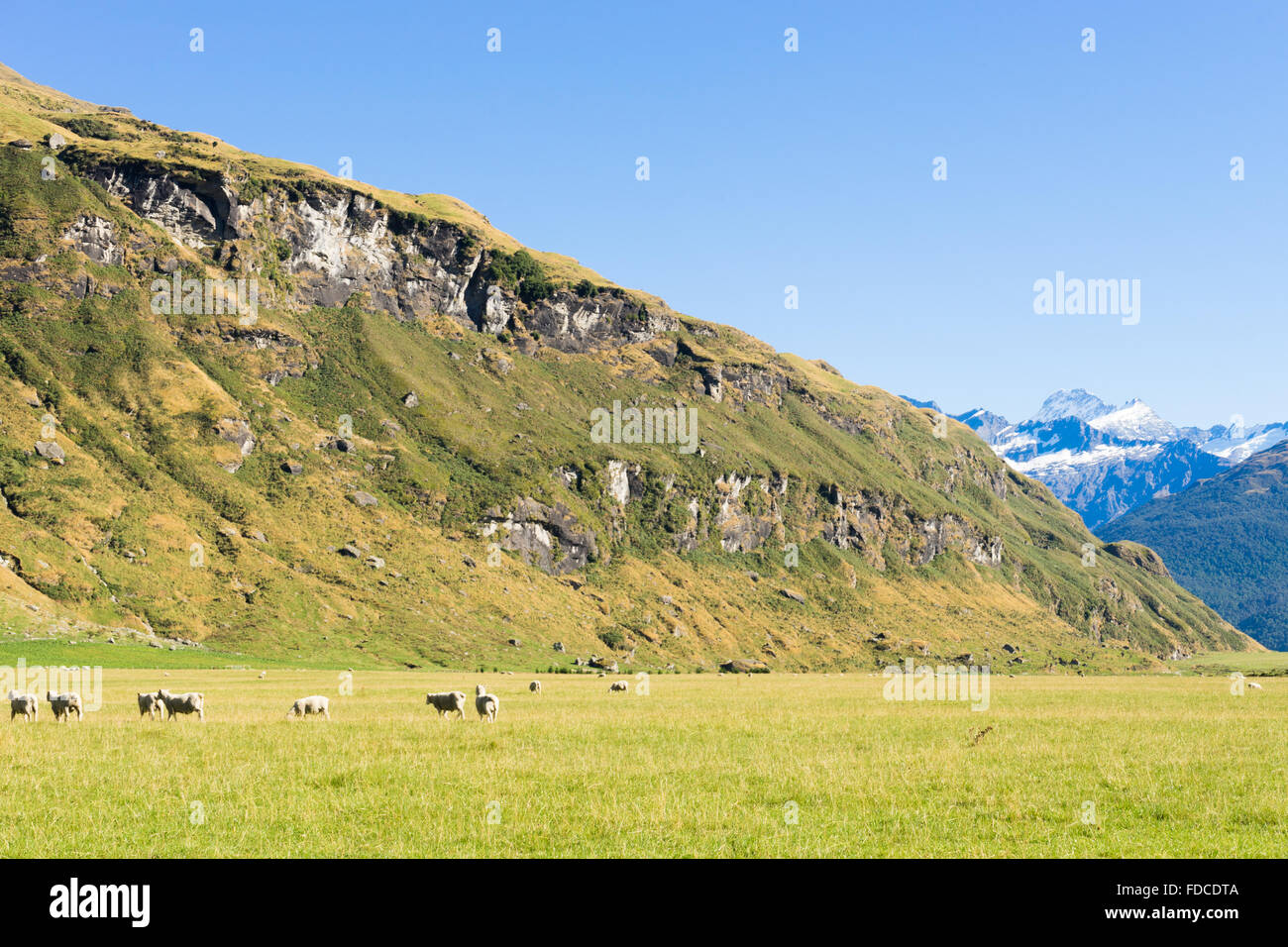 Natural landscape of New Zealand alps and meadows Stock Photo - Alamy