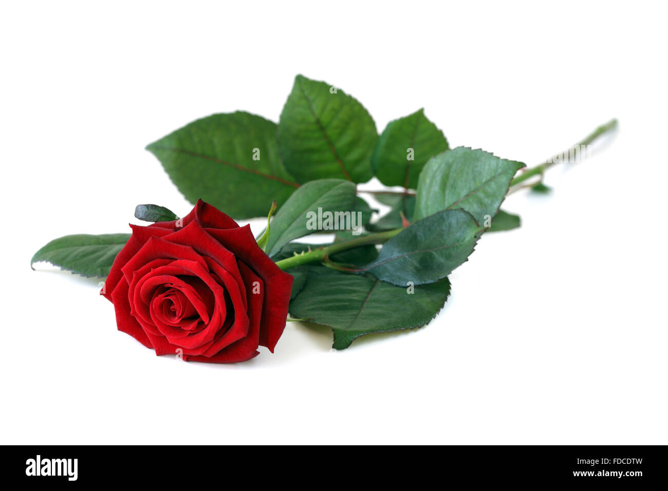 One rose isolated on the white background Stock Photo - Alamy
