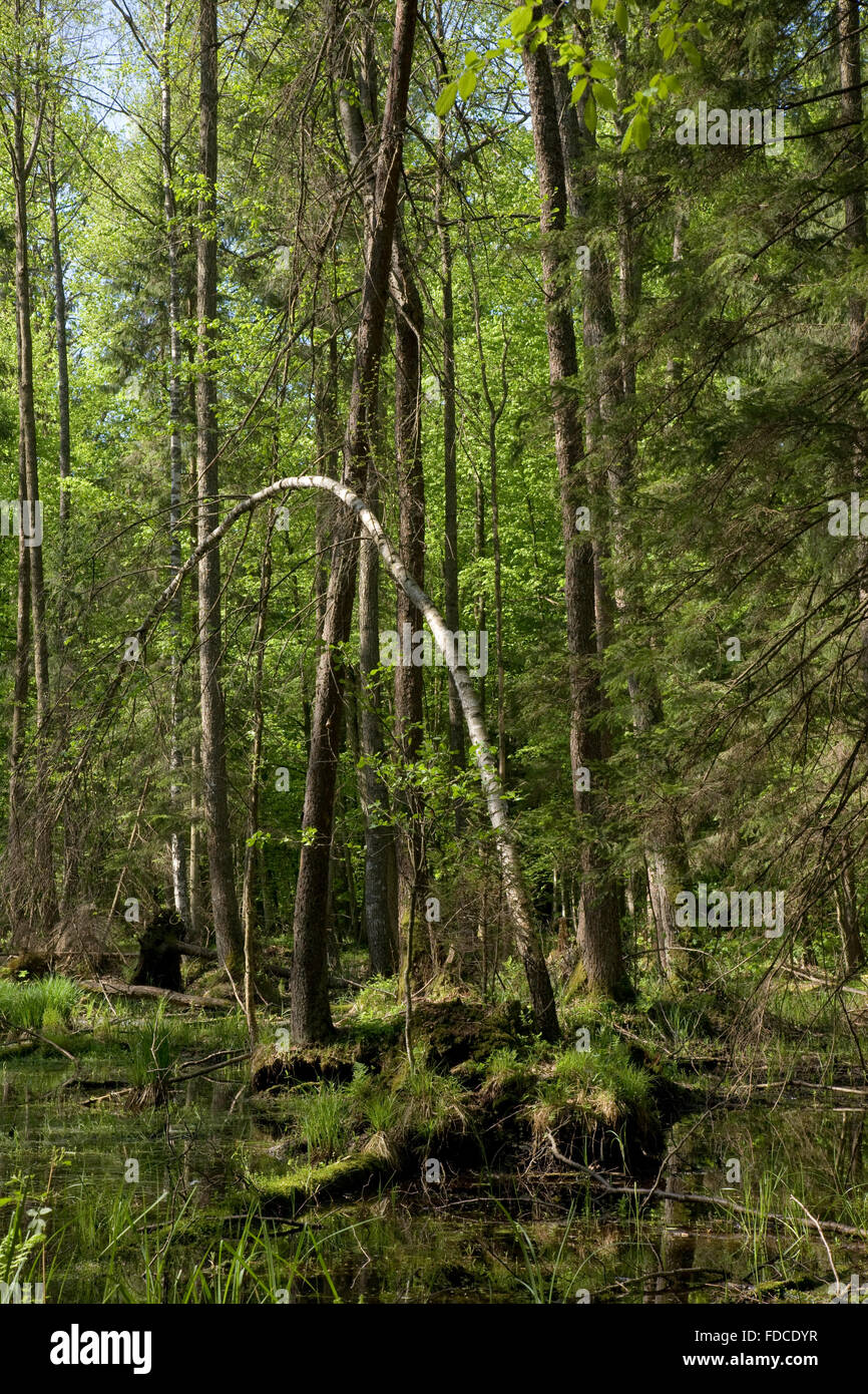 Springtime alder bog stand with standing water,Bialowieza Forest,Poland ...