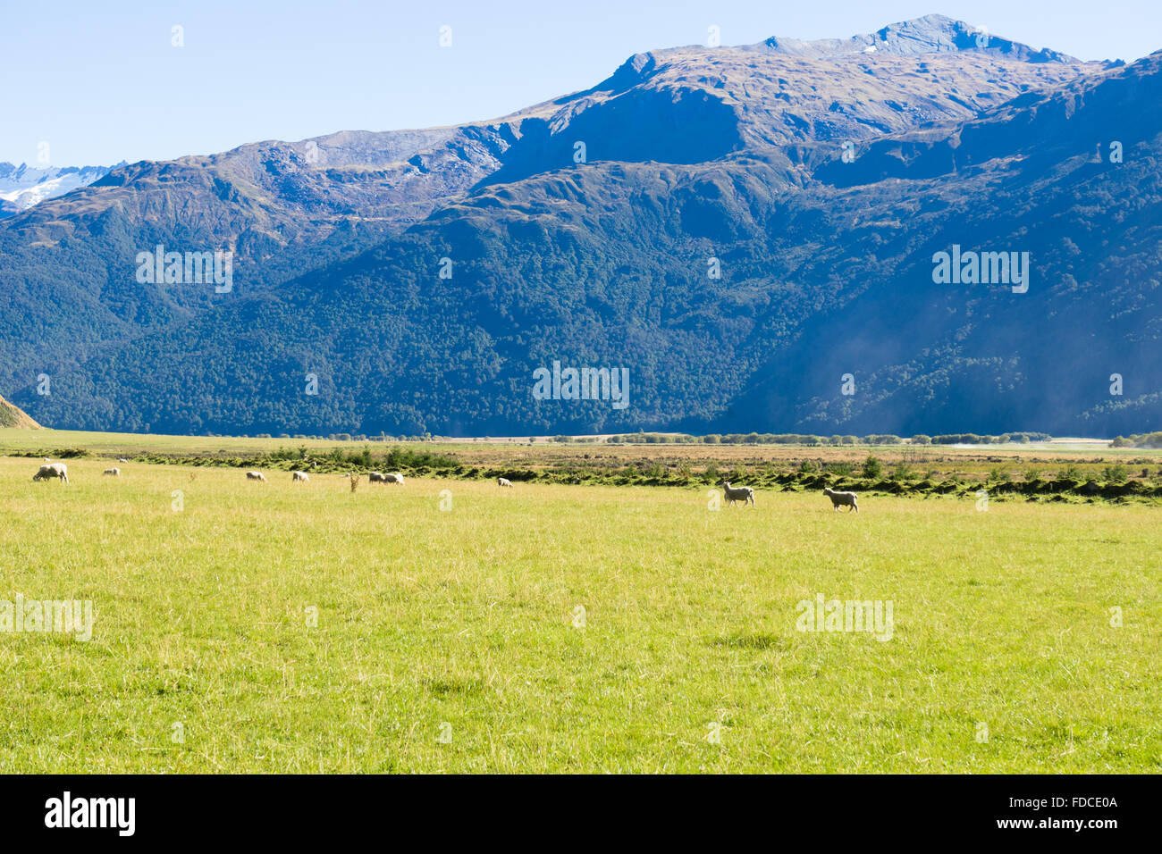 Natural landscape of New Zealand alps and meadows Stock Photo - Alamy