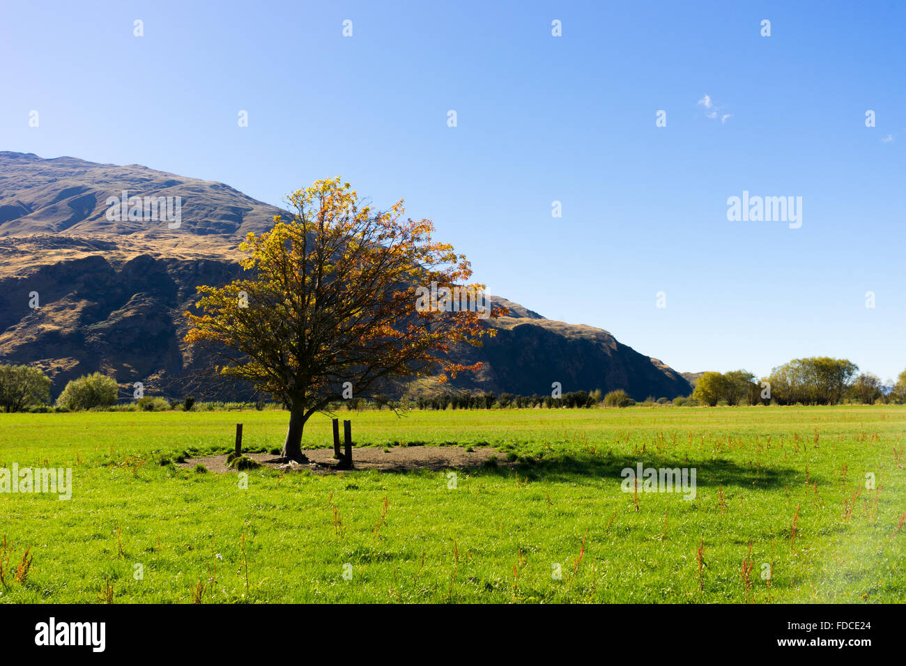 Natural landscape of New Zealand alps and meadows Stock Photo - Alamy