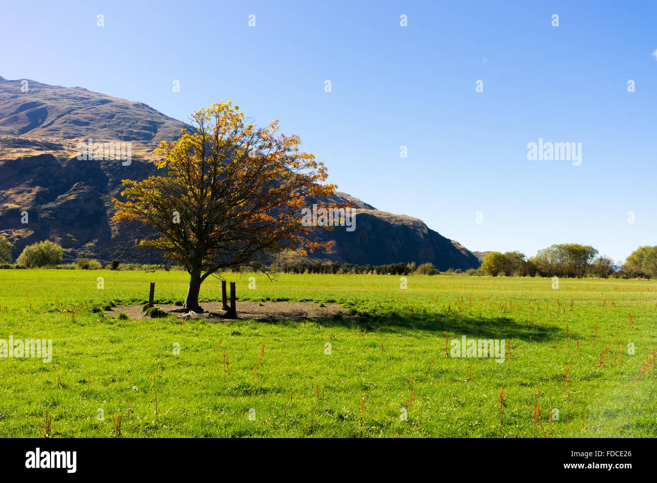Natural landscape of New Zealand alps and meadows Stock Photo - Alamy