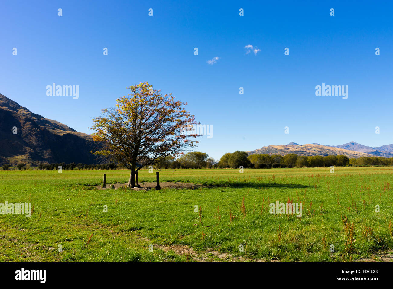 Natural landscape of New Zealand alps and meadows Stock Photo - Alamy