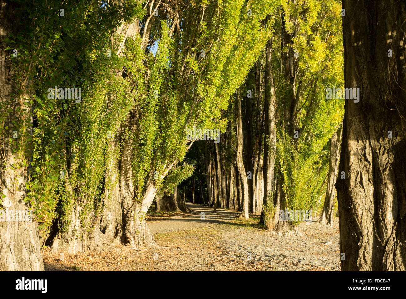 Natural landscape of New Zealand forest path Stock Photo - Alamy