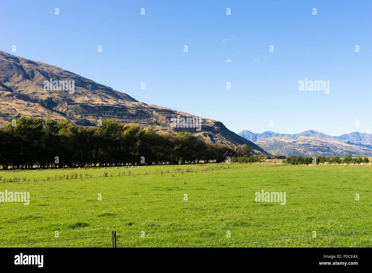 Natural landscape of New Zealand alps and meadows Stock Photo - Alamy
