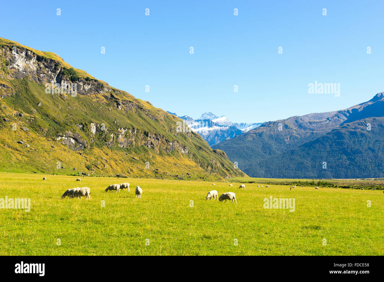 Natural landscape of New Zealand alps and meadows Stock Photo - Alamy