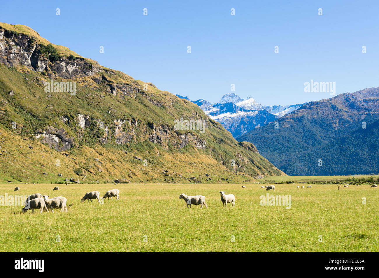 Natural landscape of New Zealand alps and meadows Stock Photo - Alamy