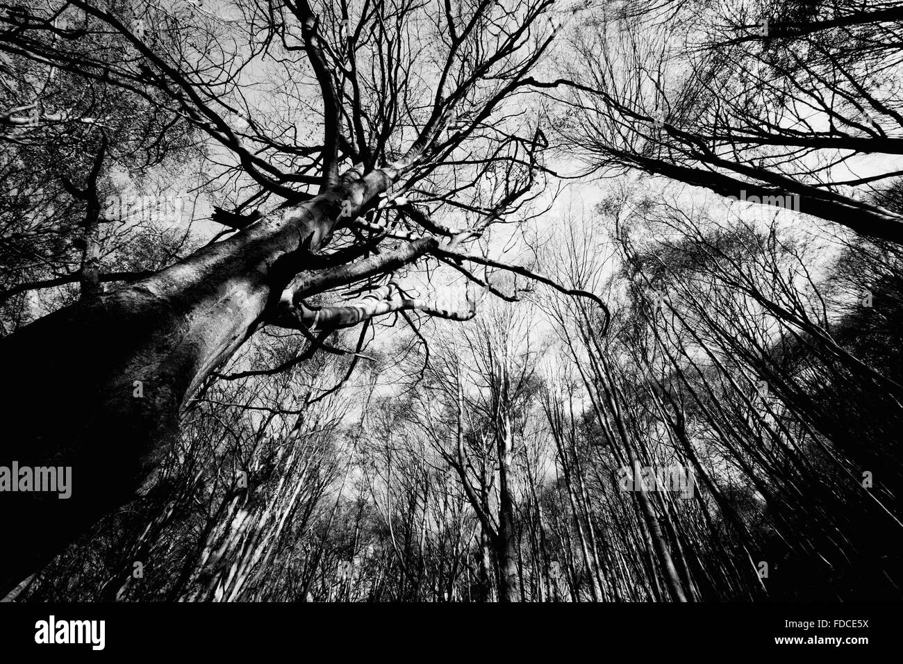 T for tree Black and White Stock Photos & Images - Alamy