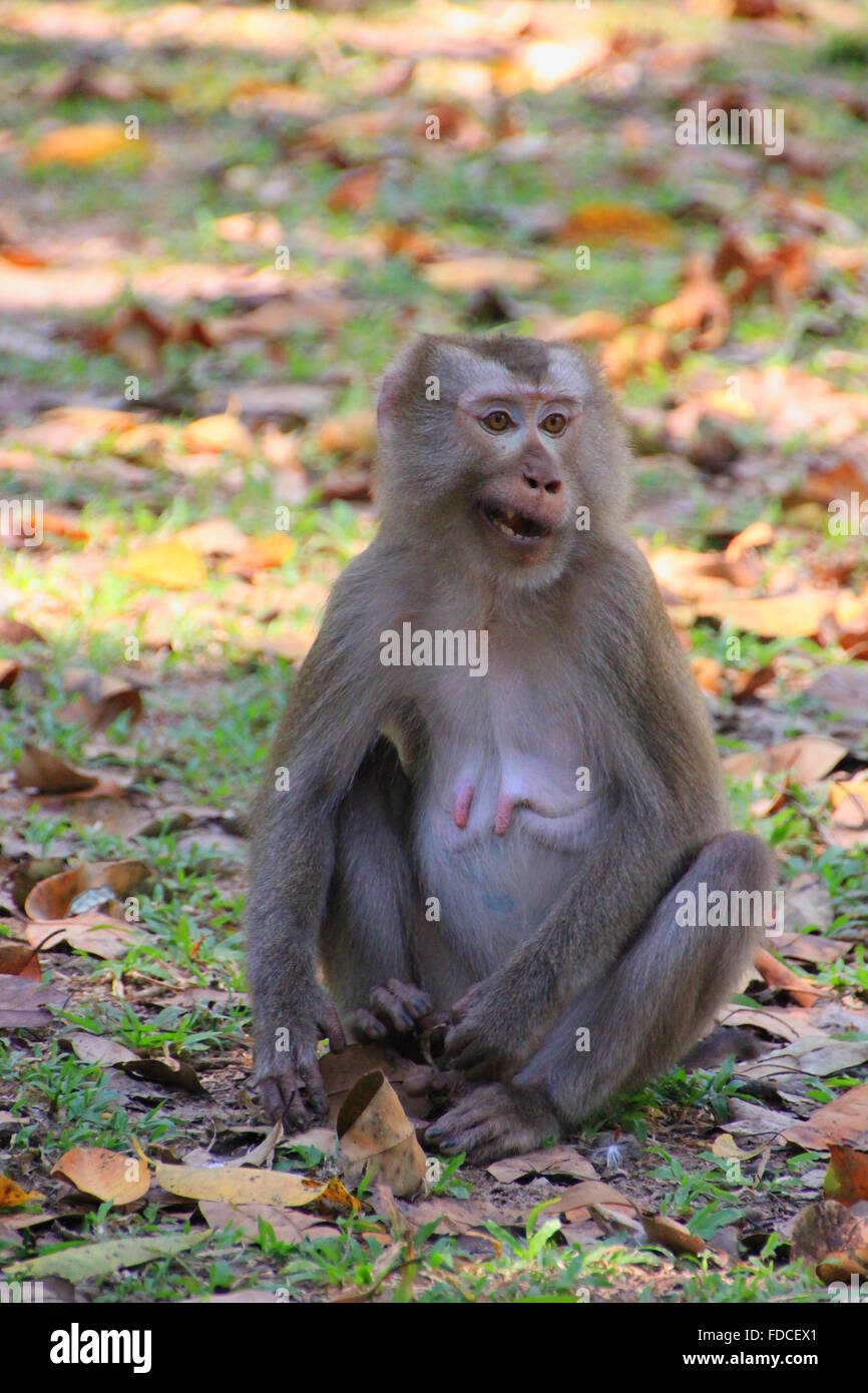 Bored monkey hi-res stock photography and images - Alamy