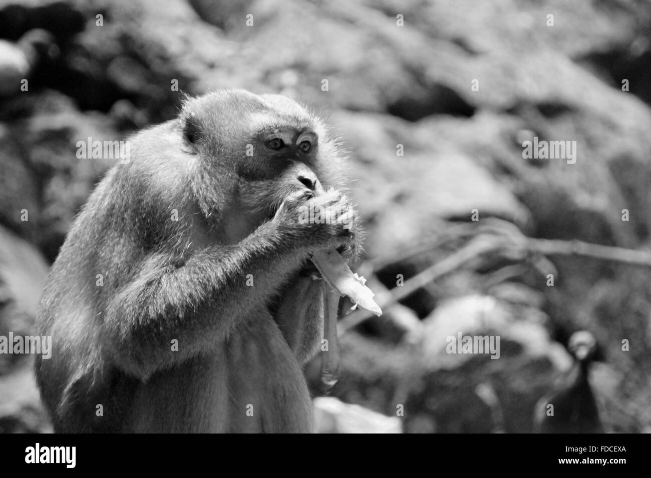 Monkey eating banana Black and White Stock Photos & Images - Alamy