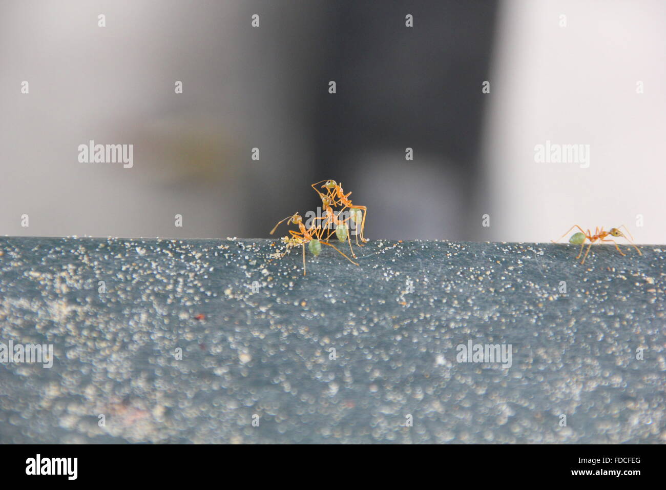 Fighting insects hi-res stock photography and images - Alamy