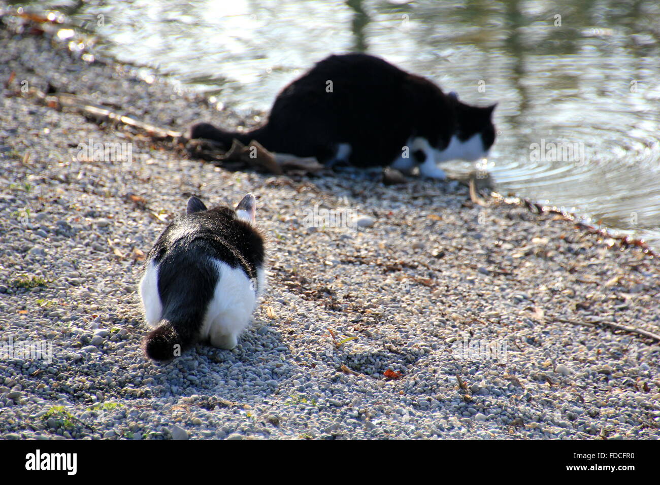 playful cats at the lake Stock Photo - Alamy