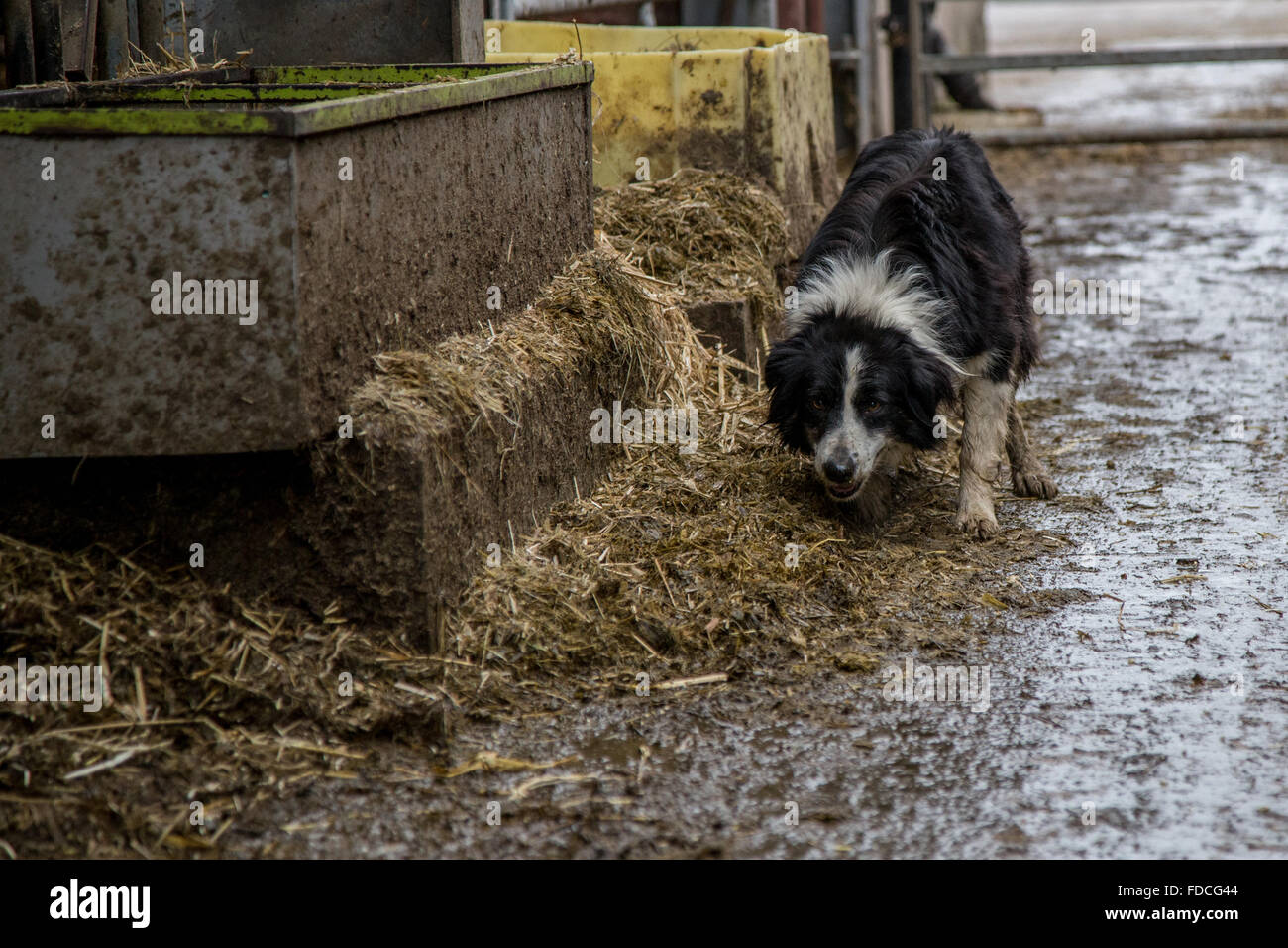 Working farm dog Stock Photo - Alamy