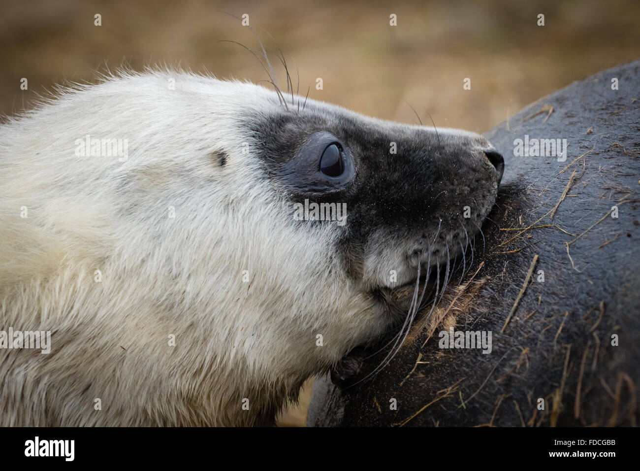 Grey seal pup and mother hi-res stock photography and images - Alamy