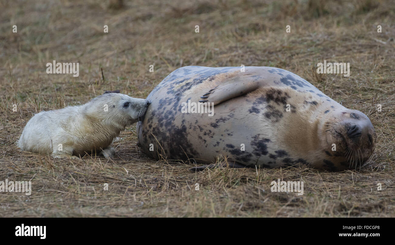 Grey seal pup and mother hi-res stock photography and images - Alamy