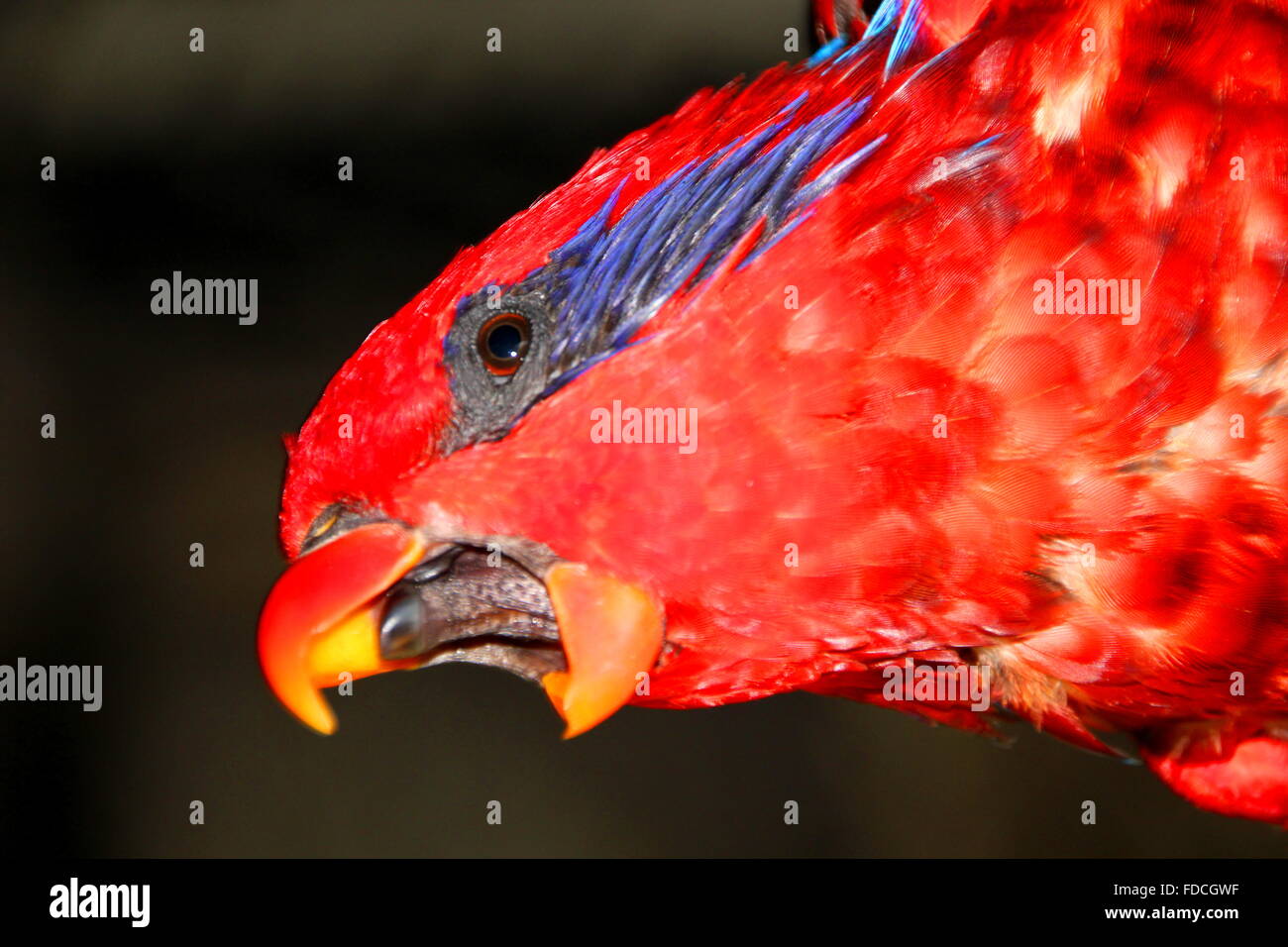 aggressive red parrot Stock Photo - Alamy