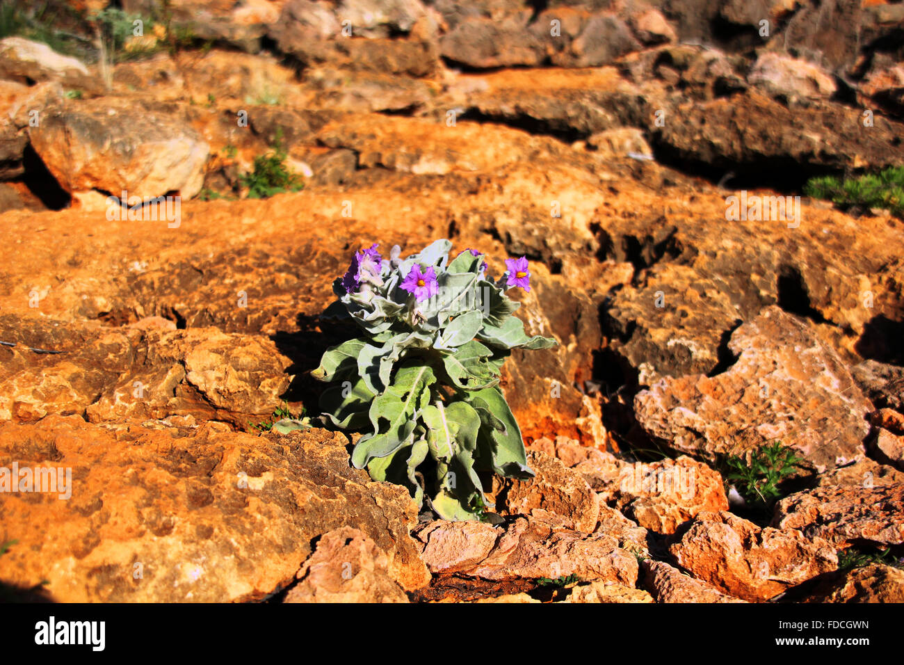 strong flower growth in the australian outback Stock Photo - Alamy