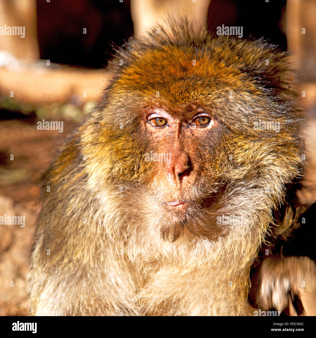 old monkey in africa morocco and natural background fauna close up ...