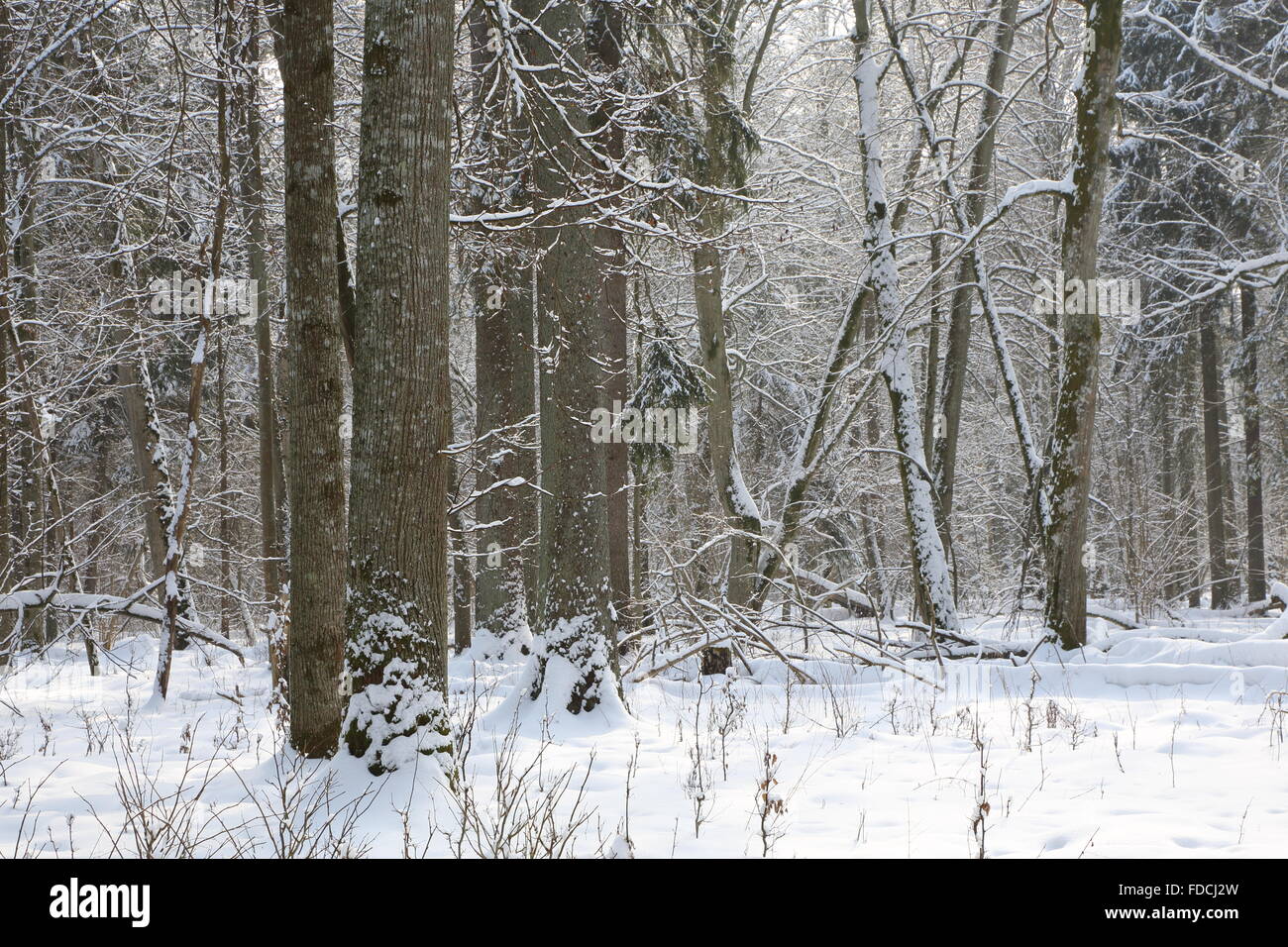 Snowfall after deciduous stand in morning with snow wrapped trees and ...