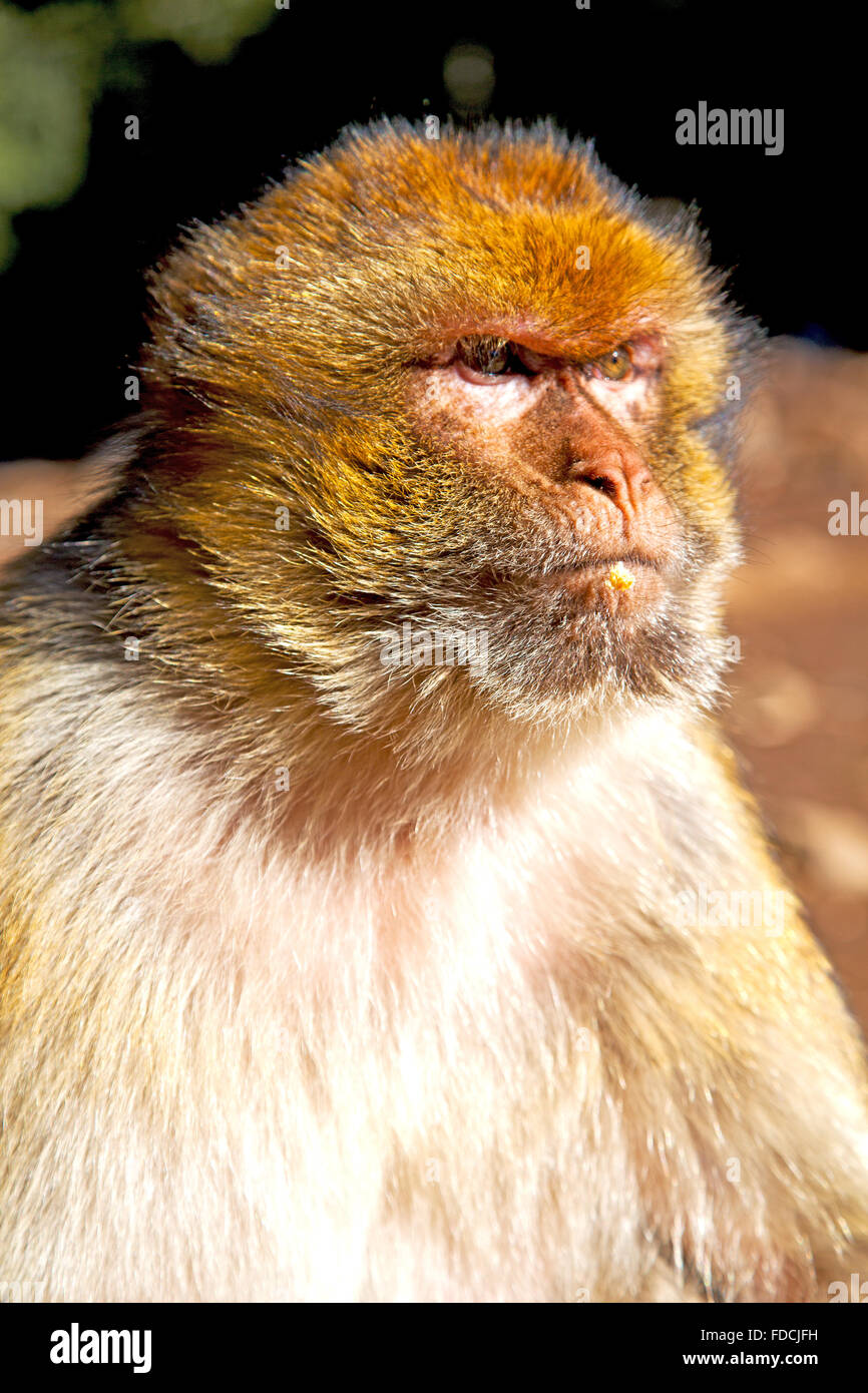 old monkey in africa morocco and natural background fauna close up ...