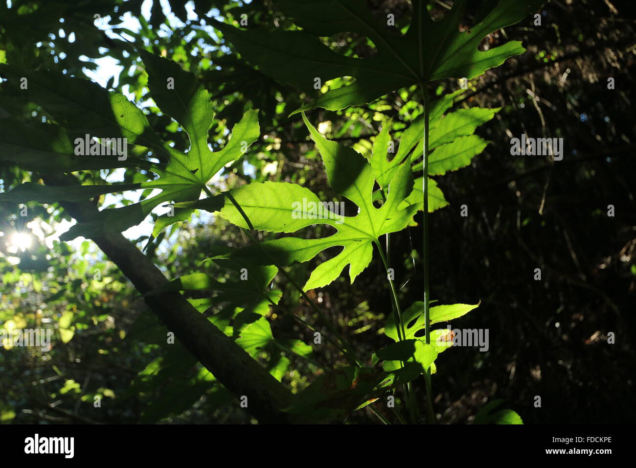 Light and leaf Stock Photo - Alamy